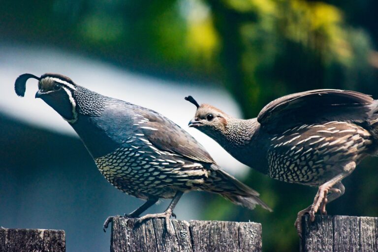 Manna, Quail and a Fun Bible Lesson on Complaining - Teach One Reach ...